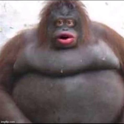 Fat Monkey Imgflip