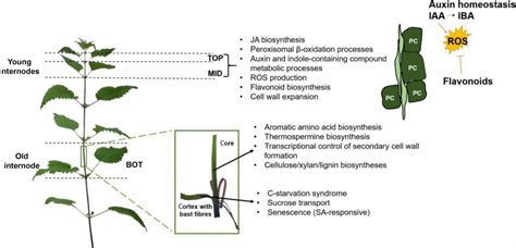 Transcriptomic And Cell Wall Analysis Of Stinging Nettle An