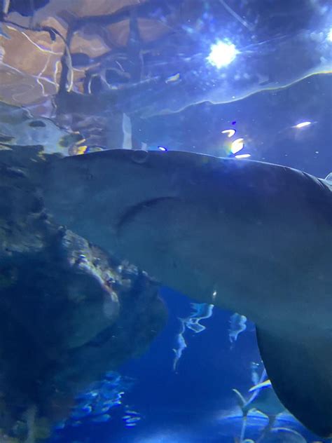 Underwaterobject Detection Object Detection Dataset By Ayush