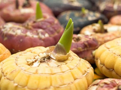 When To Plant Lily Bulbs Planting Guide Northern Nester