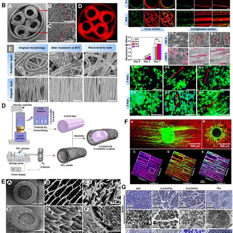 Electrospun Microfiber Fabricated Nerve Guidance Conduits With