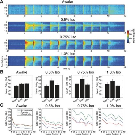 Awake Vs Anesthetized Layer Specific Sensory Processing In Visual Cortex And Functional