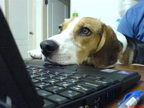 7 Reasons Snoopy Is The Best Representation Of A Beagle