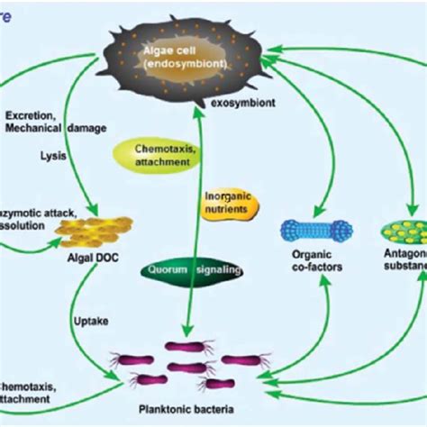 Flowchart Of Biological Processes In The Phycosphere Microenvironment