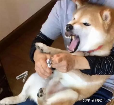 狗狗不让你摸爪子，并非嫌弃你，背后有这几点“真相” 知乎