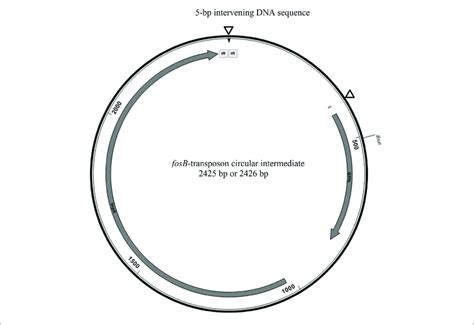 The Schematic Map Of Fosb Transposon Circular Intermediate The