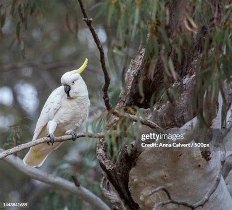 The Green Cockatoo Photos And Premium High Res Pictures Getty Images
