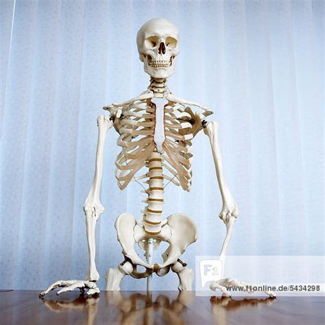Skelett Am Tisch Skeleton Leans In Table