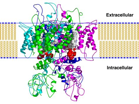 Capsaicin And Trpv1 Biology 1