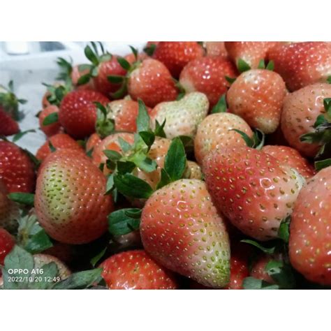 Jual Strawberry Mencir 1kg Shopee Indonesia