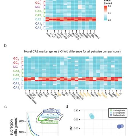 Gene Expression Properties Of Hilar Mossy Cells A Heat Map Of