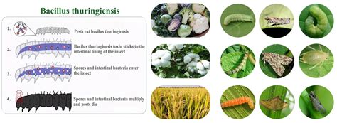 What Is Bacillus Thuringiensis Chinese Factory Provide Competitive Price