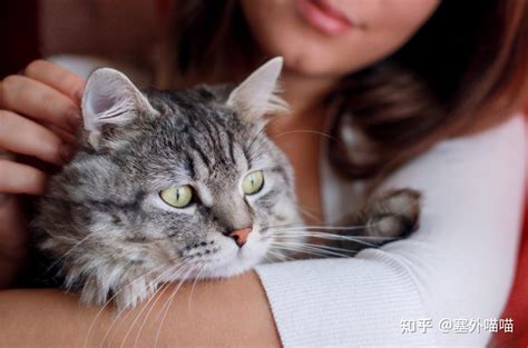 养猫攻略：家里有猫臭味，怎么去除？ 知乎