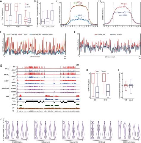 Dna Methylation In Ppddm A Box Plots Of Dna Methylation Separated