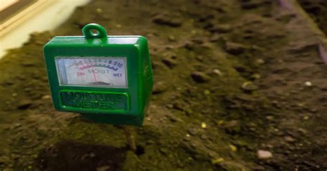 Understanding Soil Moisture For Healthy Plants GIY Plants