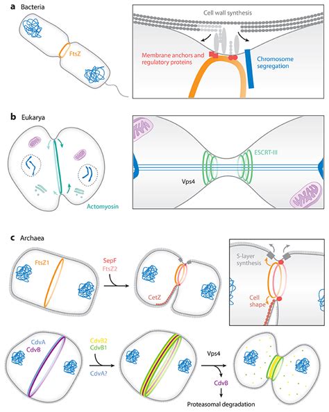 The Archaeal Cell Cycle Pmc