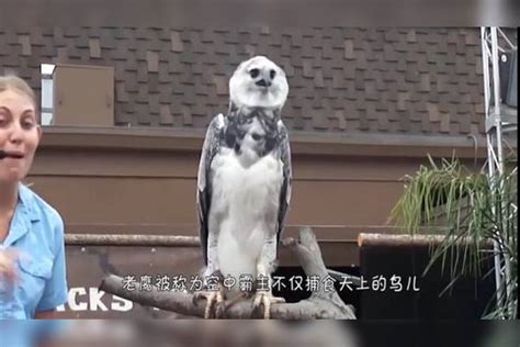 老鹰捕捉野兔没想到这是一只会功夫的兔子靠蛇皮走位多开致命一击