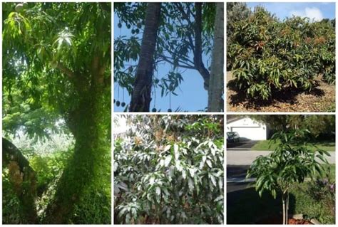 6 Best Mango Tree Varieties To Grow In Texas