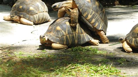 Костенурка полов атлет спаси вида си на Галапагоските острови Новинибг