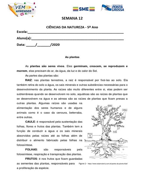 Ciências Da Natureza 5º Ano Semana 12 Pdf Plantas Raiz