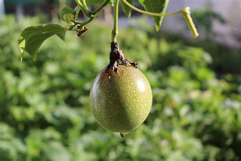 How To Grow And Care For Passionflowers Gardeners Path