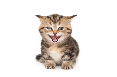 Premium Photo Funny Scottish Kitten Meows Loudly