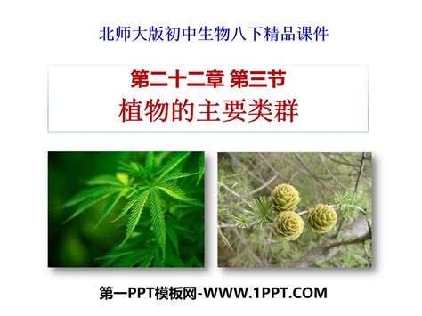 植物的主要类群PPT课件下载 北师大版八年级生物下册