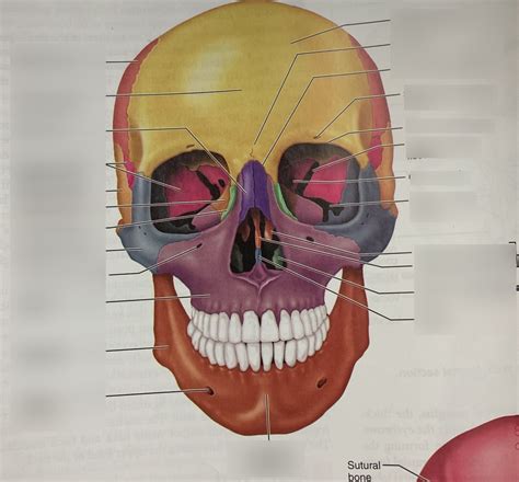 Frontal And Parietal Bone More Lab Exam Diagram Quizlet