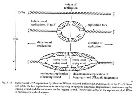 Dna Replication Modes Ingredients And Ingredients