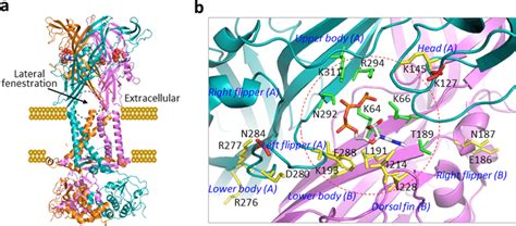 The Extracellular Inter Subunit Atp Binding Pocket A The Quaternary