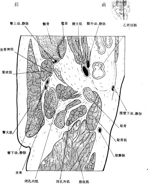 第一节 矢状断面 人体三维断面解剖 医学