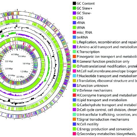 Genome Circle Map Of B Subtilis Zj20 From Edge To Center Forward