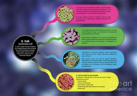 Infographic Digital Poster