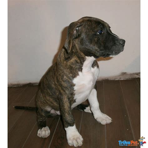 Ultimi Cuccioli Di American Staffordshire Terrier Dolcissimi Vivaci