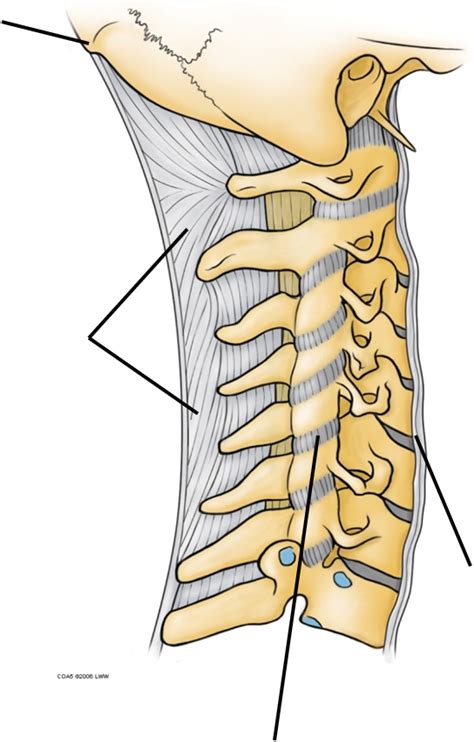 Diagram Of Right Lateral View Of Vertebral Column Quizlet