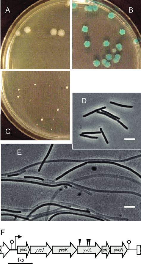 Synthetic Lethal Screen With Zapa Chromosomal Dna From A Transposon