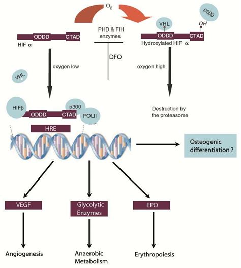 Regulation Of Hif 1 By Oxygen Concentration During Low Oxygen