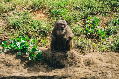 Baboon Monkey Ass Photos Download The Best Free Baboon Monkey Ass