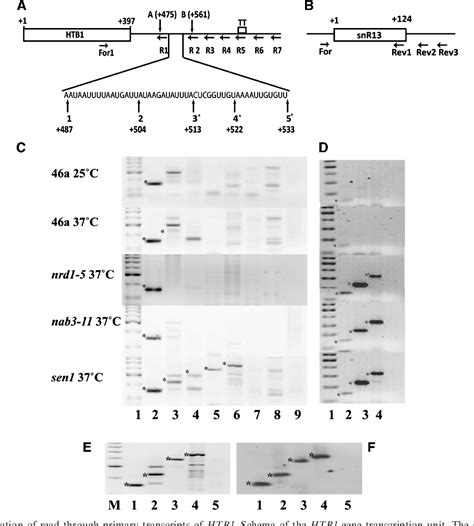 Figure 1 From The Polya Tail Length Of Yeast Histone Mrnas Varies