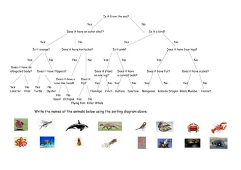 Using Sorting Branch Diagrams Full Lesson Teaching Resources
