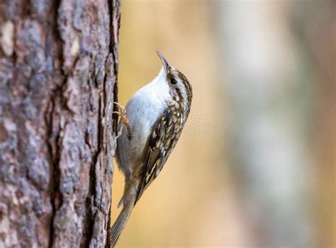 Tree Creeper Bird Perched On Tree Trunk Stock Image Image Of Inspect Nature 282130915