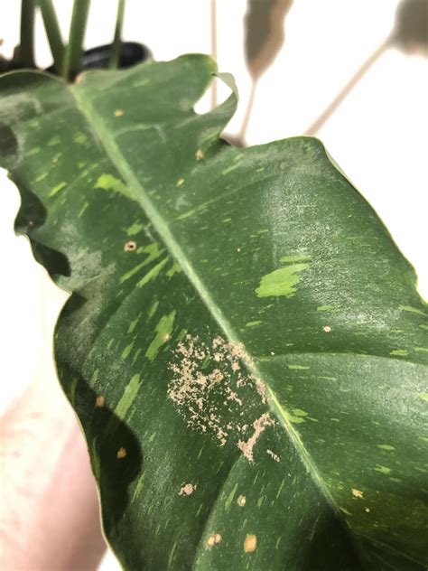What Pest Is This Rust Raroids