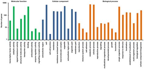 Functional Classification Of Differentially Expressed Transcripts Of