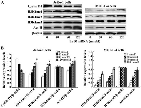 Lysine Specific Demethylase 1 Lsd1 Small Interfering Rna Sirna