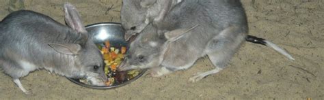 Bilby Faunafocus