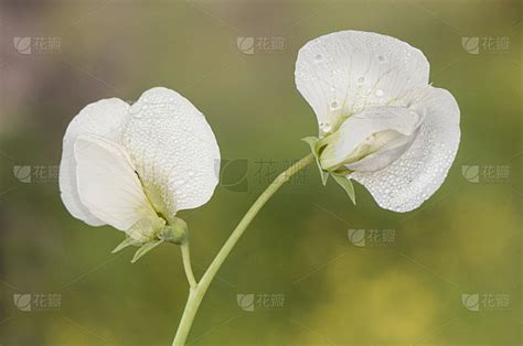 香豌豆Lathyrus odoratus sweetpea是一种栽培的白花有时被发现作为一个提醒附