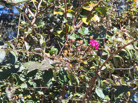 Light Camera L16 511mp 16 Lenses And Sensors 8256 X 6192 Res 5 Factory