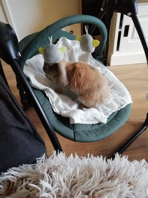 What Do You Mean This Is Only For The Tiny Human And Not For Bunnies