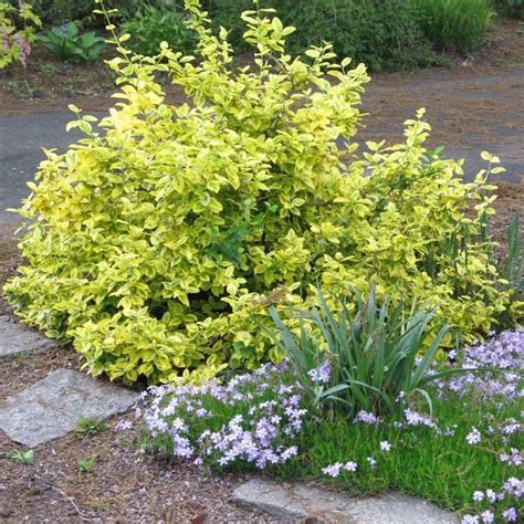 Golden Euonymus | Golden Euonymus Shrub — PlantingTree.com