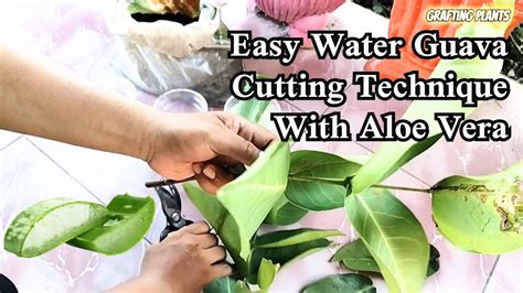 Easy Water Guava Cutting Technique With Aloe Vera Grafting Plants